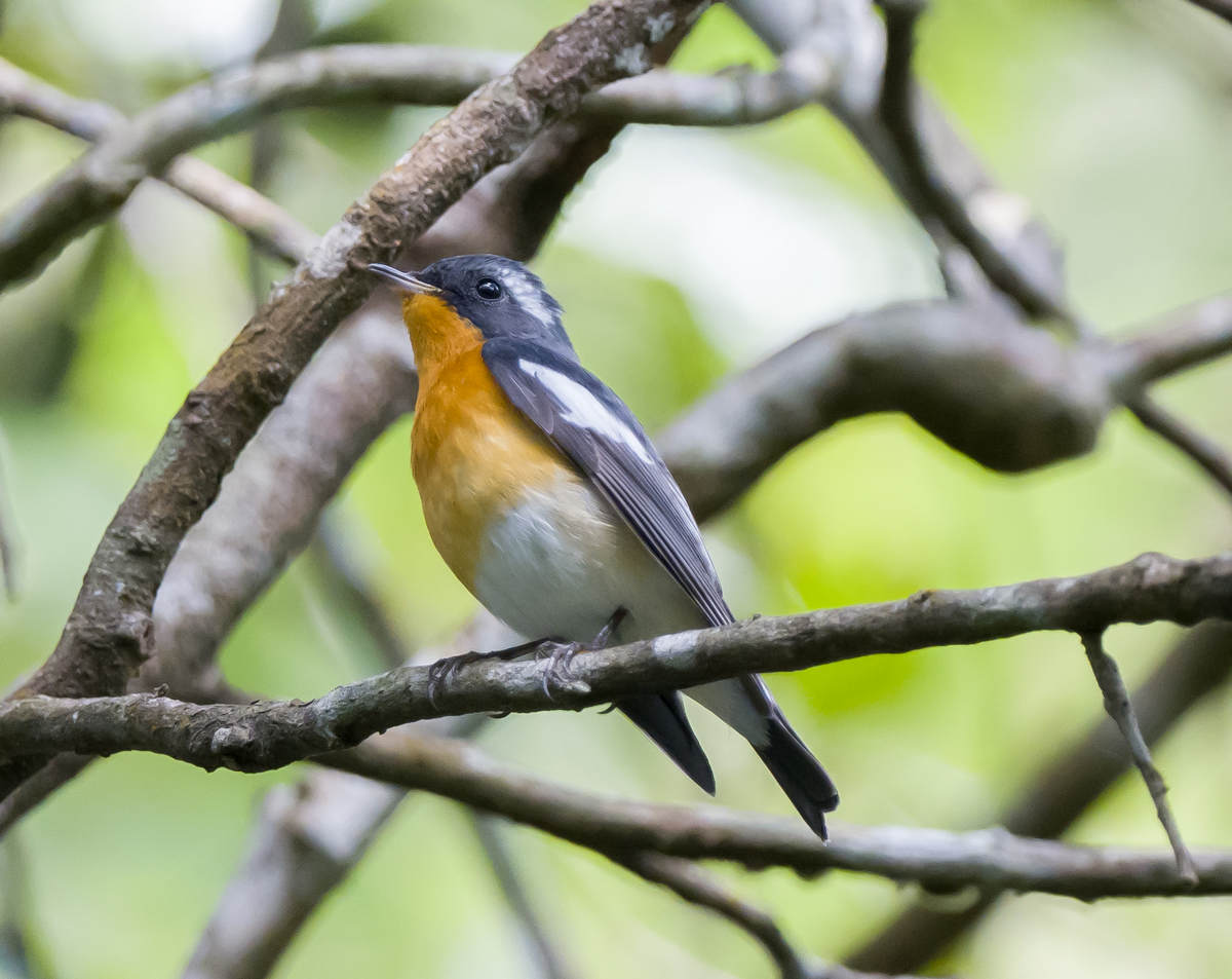 Birding Jianfengling, Hainan (I to Z) - 10,000 Birds