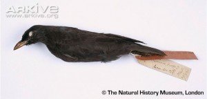 The Mysterious Starling - “Killed Hopping About in a Tree” - 10,000 Birds