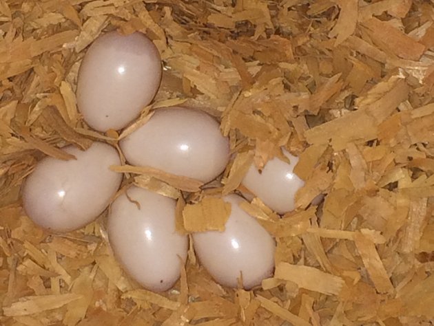Northern Flickers Have Found My Nest Box - 10,000 Birds