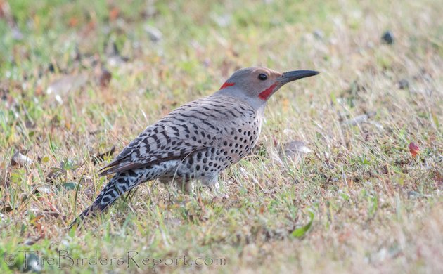 Northern Flicker Intergrade in California - 10,000 Birds