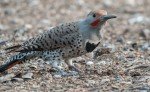 Northern Flicker Intergrade in California - 10,000 Birds