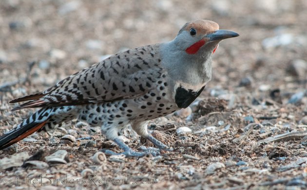 Northern Flicker Intergrade in California - 10,000 Birds
