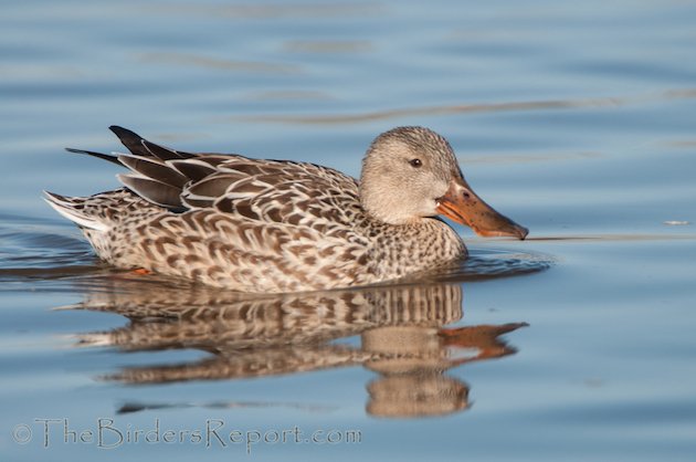 Mating and Feeding Behavior of the Northern Shoveler - 10,000 Birds