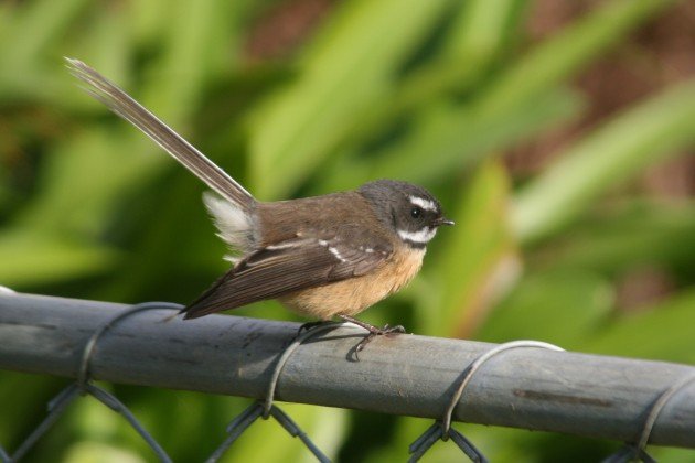 Restless New Zealand Fantails - 10,000 Birds