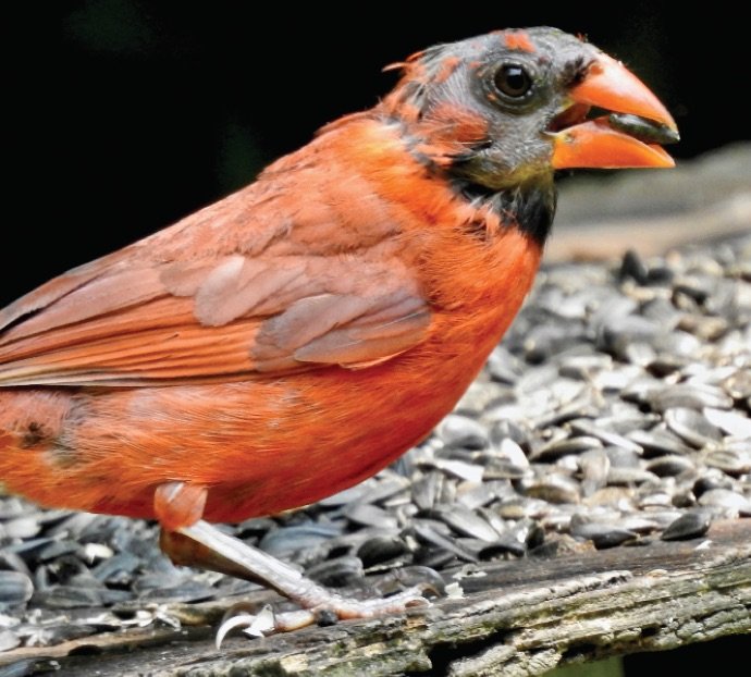 Peterson Reference Guide to Bird Behavior, by John Kricher — a review - 10,000 Birds