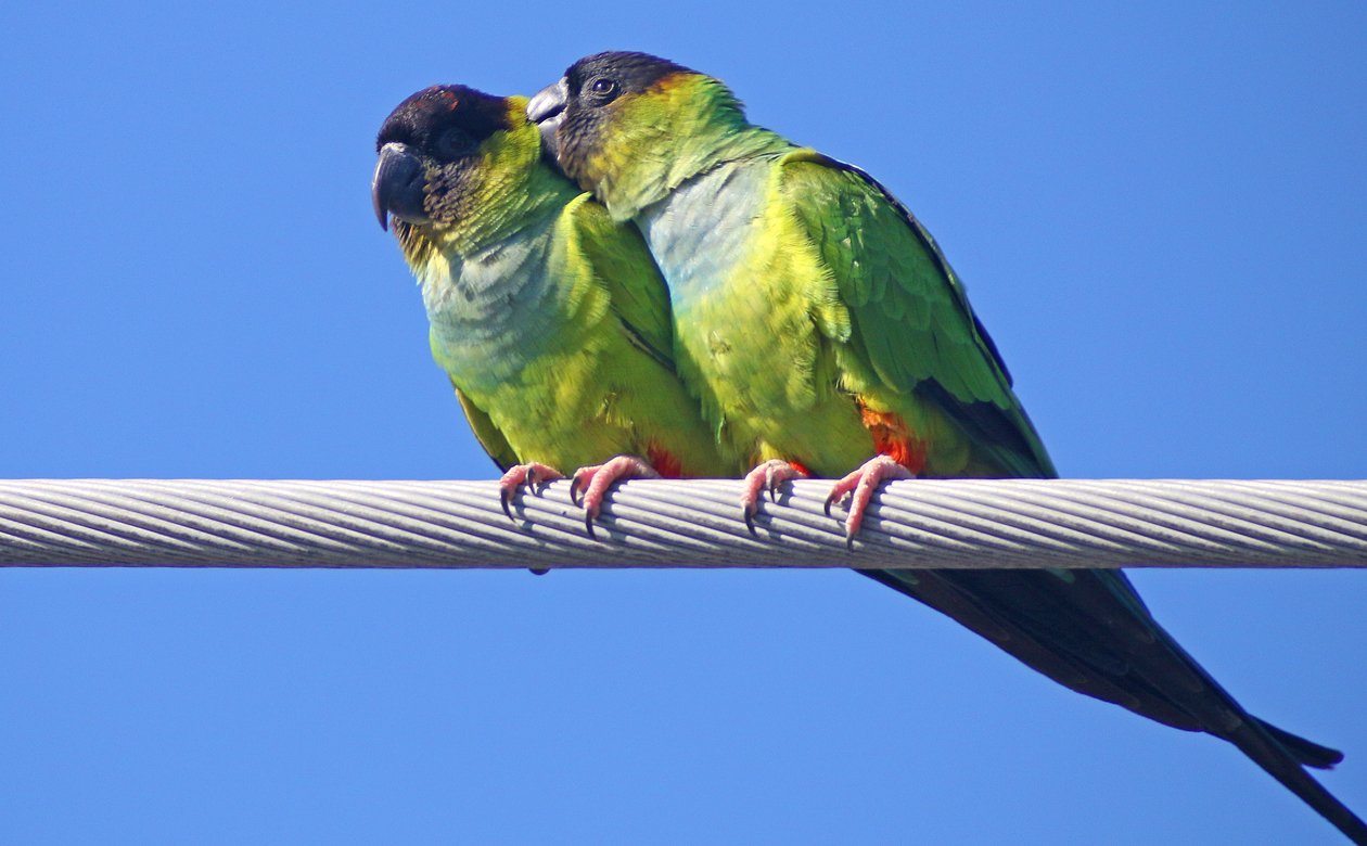 Lesbian Parakeets? Nanday Parakeets in Florida - 10,000 Birds