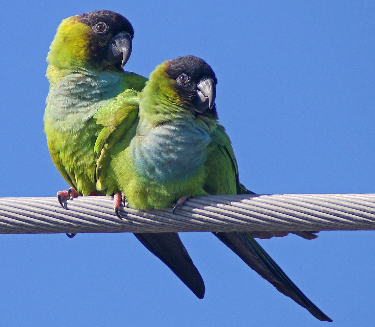 Lesbian Parakeets? Nanday Parakeets in Florida - 10,000 Birds