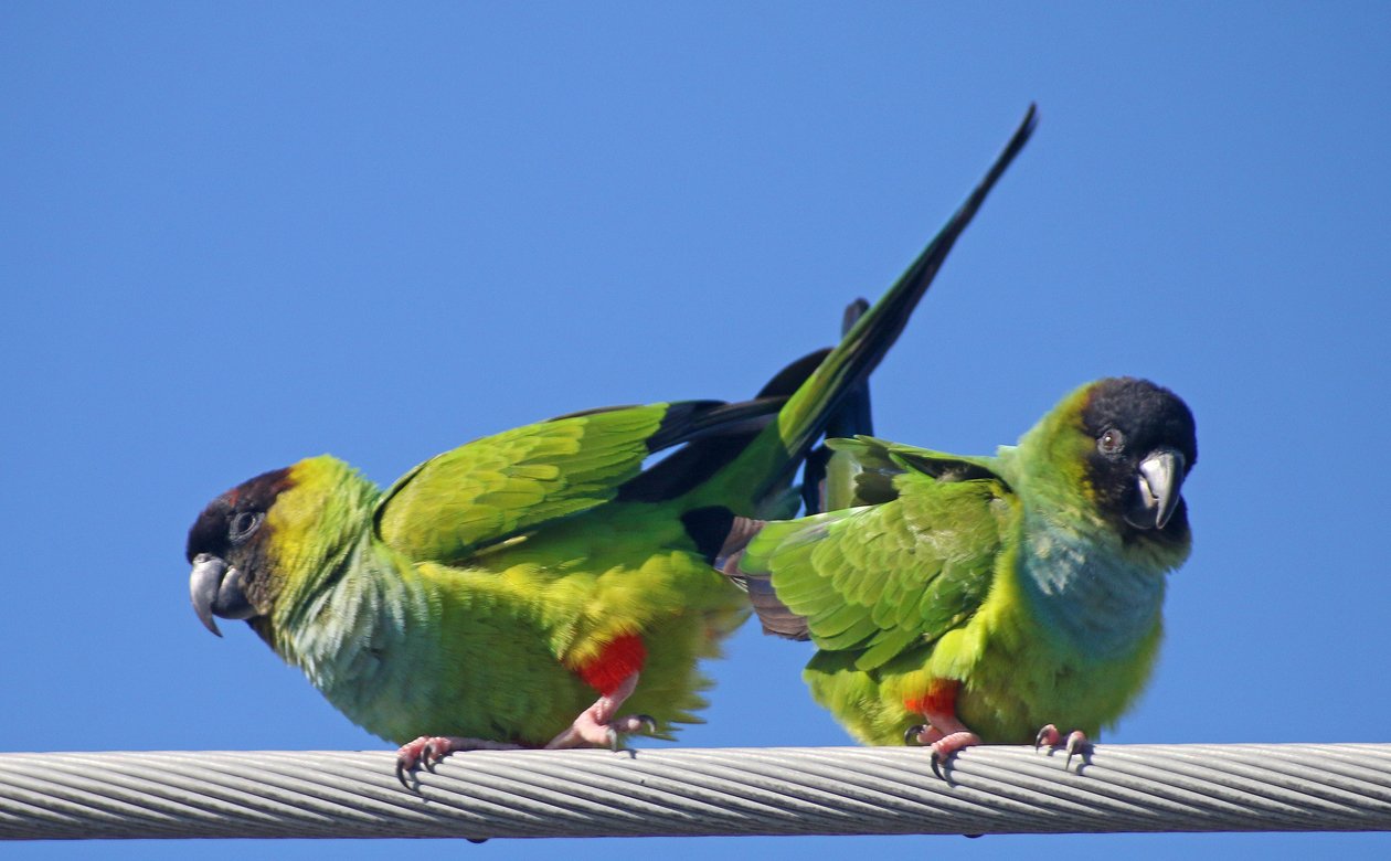 Lesbian Parakeets? Nanday Parakeets in Florida - 10,000 Birds