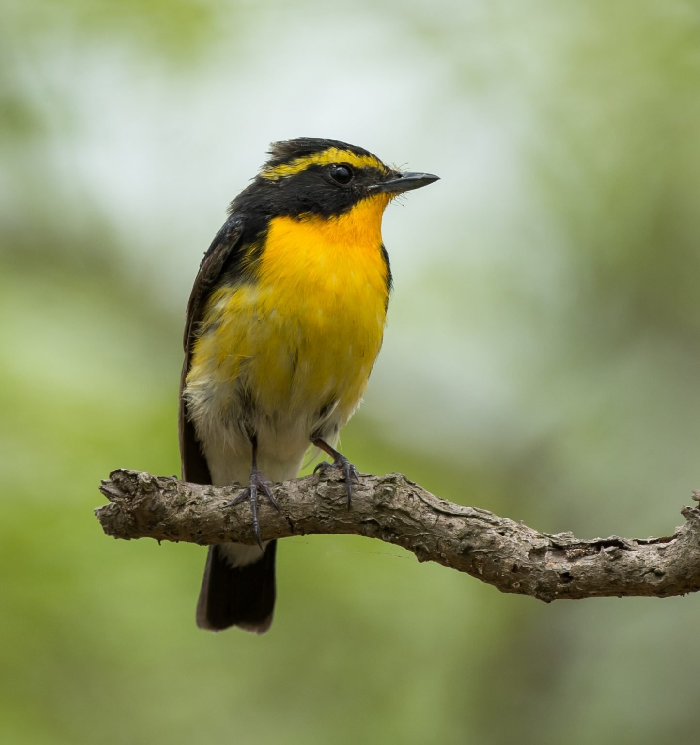 Nanhui, Shanghai in early spring 2020 - 10,000 Birds