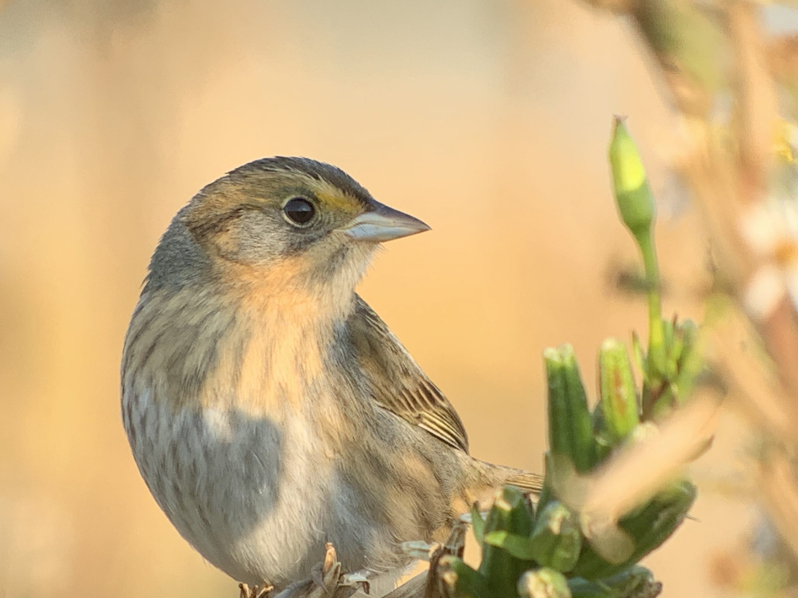 Best Bird of the Weekend (Third of October 2020) - 10,000 Birds