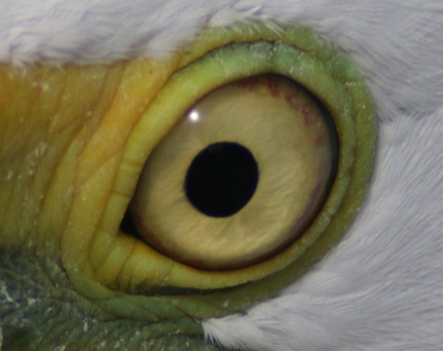 What is a Nictitating Membrane? - 10,000 Birds