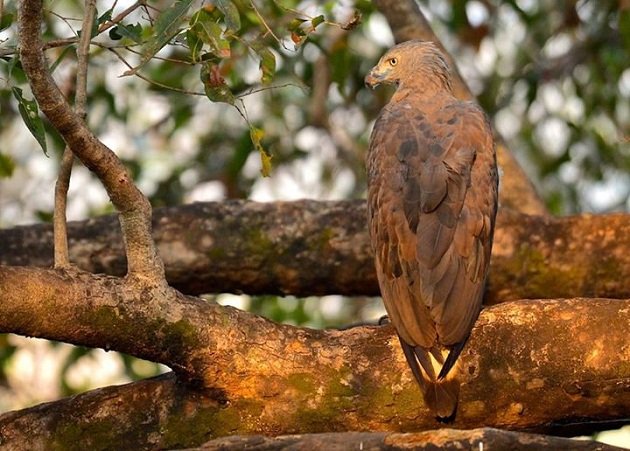 Tadoba Andhari Tiger Reserve: the Gaur Morning - 10,000 Birds