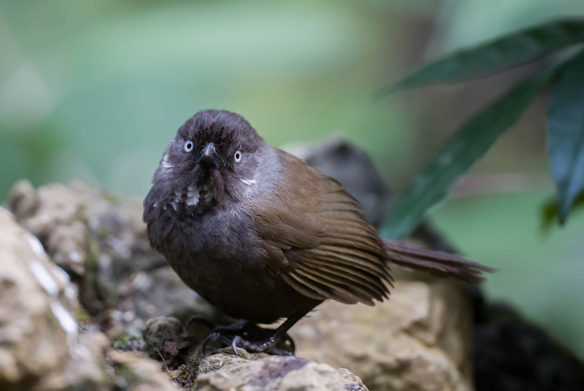 Birding Nonggang, Guangxi, China - part 1 - 10,000 Birds