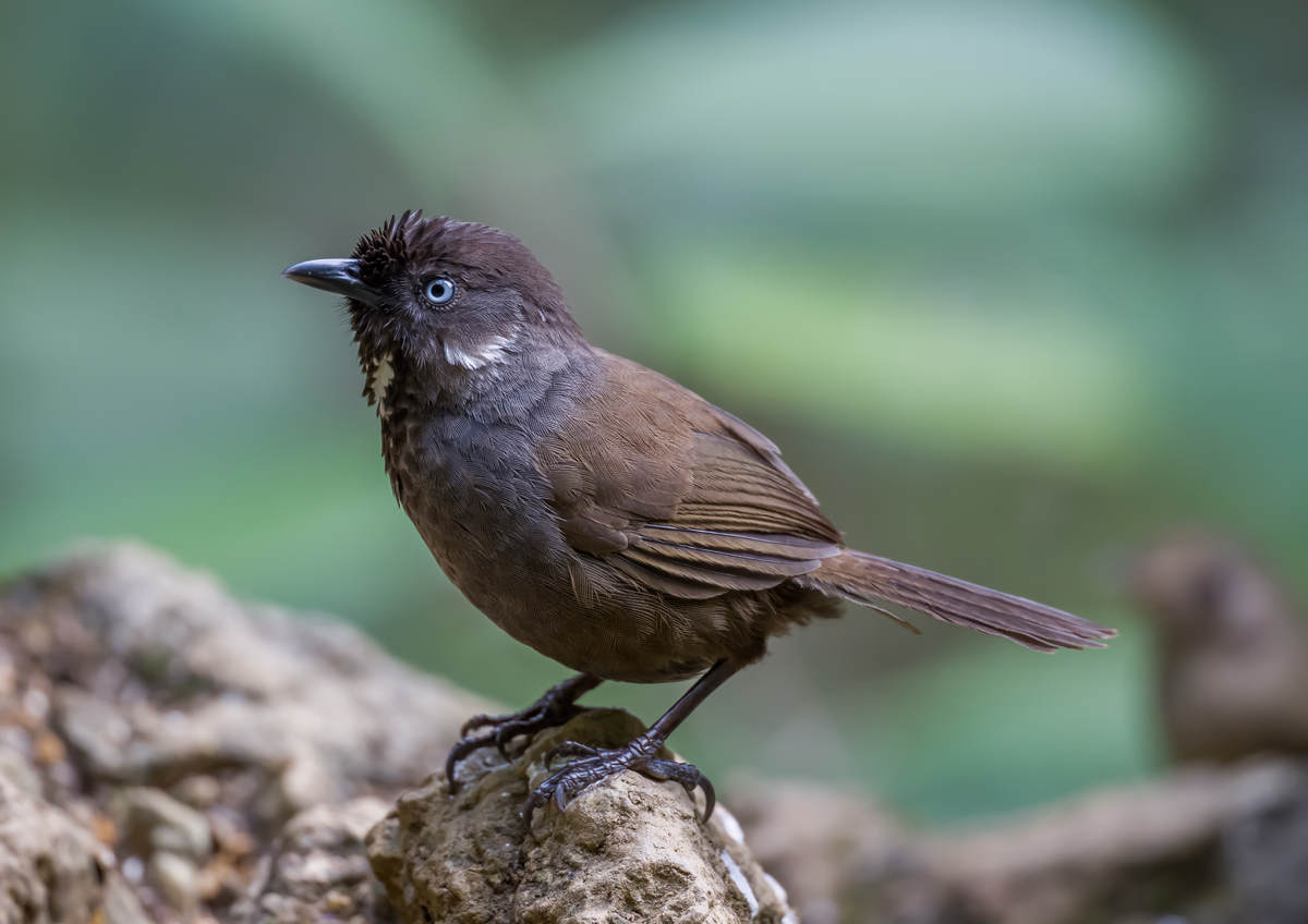 Birding Nonggang, Guangxi, China - part 1 - 10,000 Birds