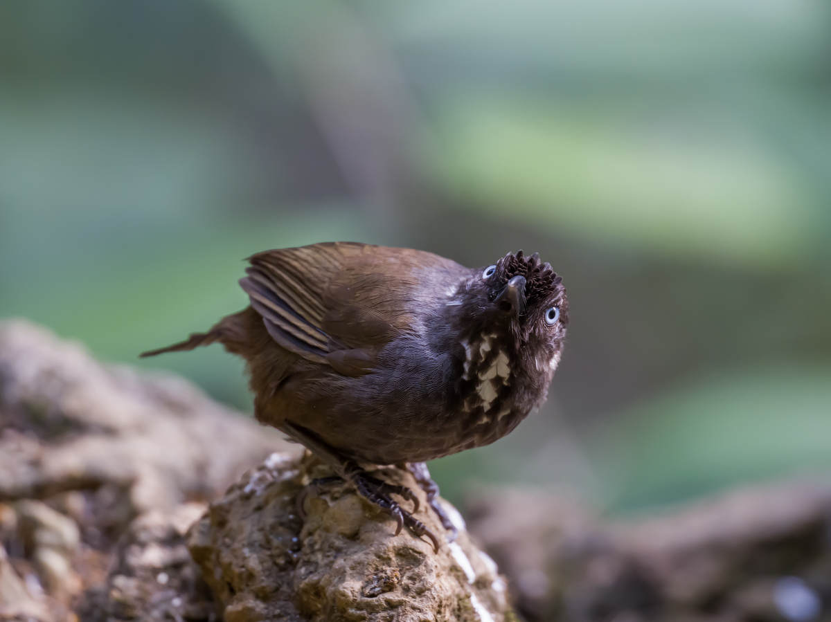 Birding Nonggang, Guangxi, China - part 1 - 10,000 Birds
