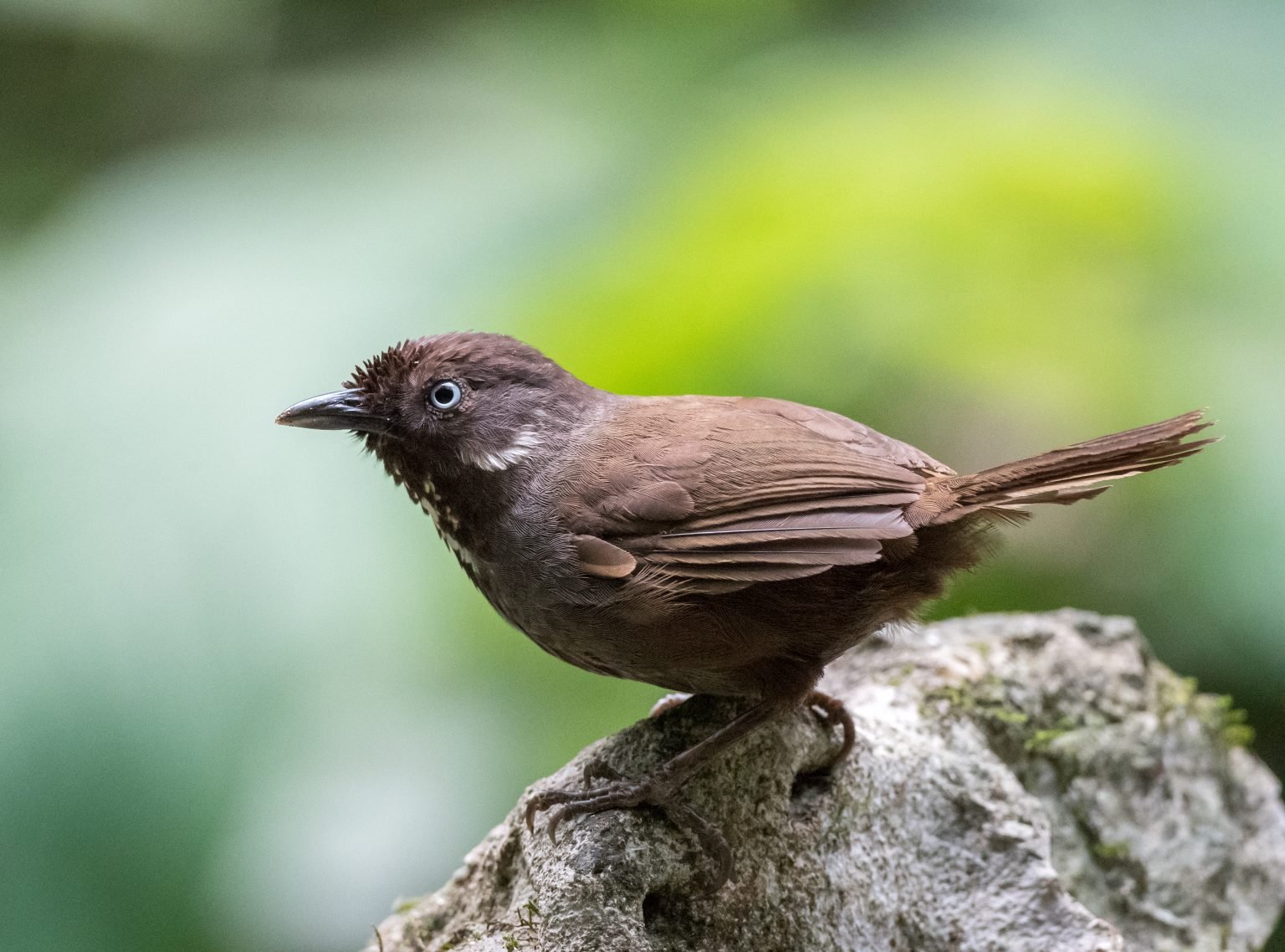 Birding Nonggang, Guangxi, China - 10,000 Birds