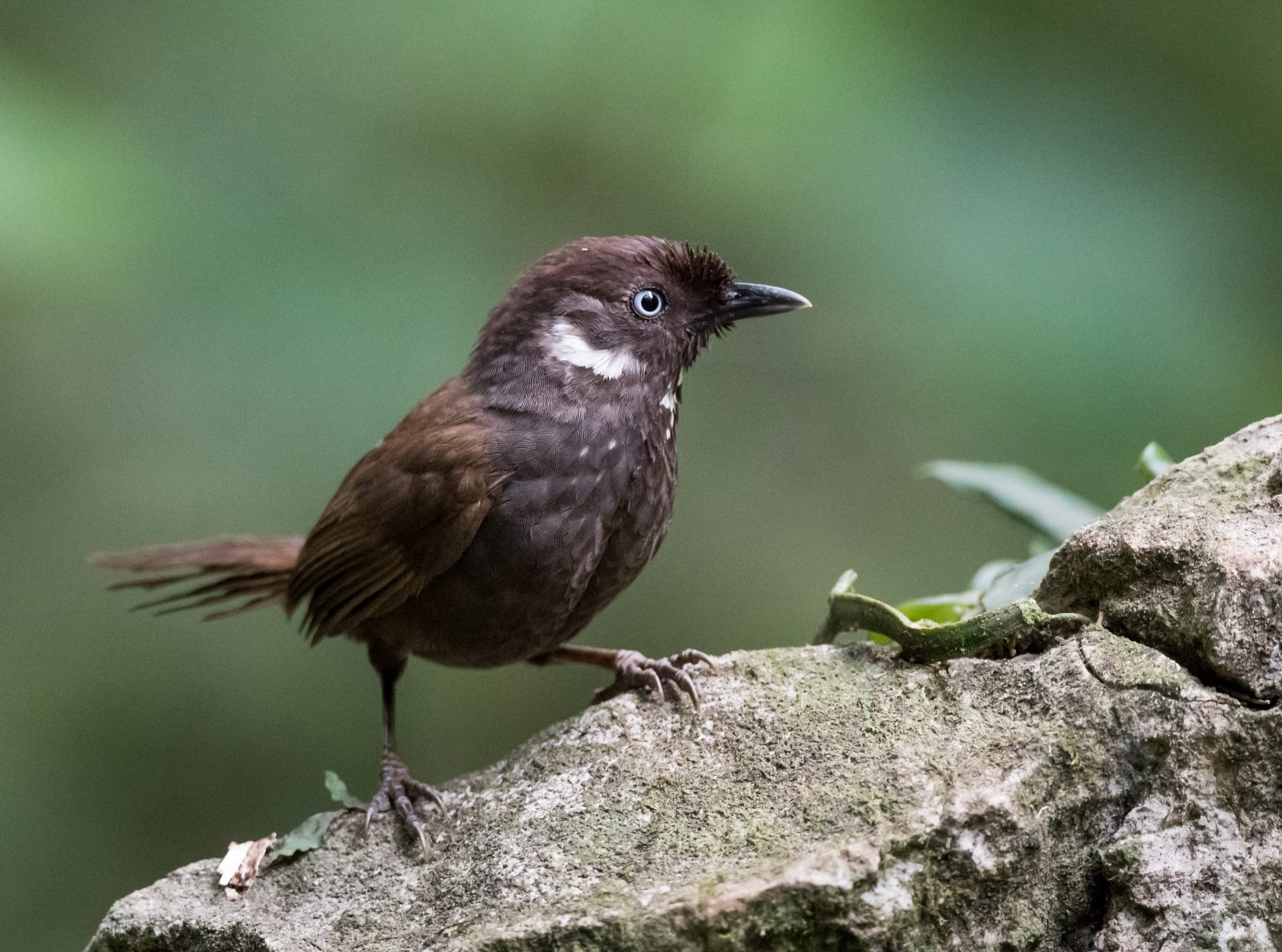 Birding Nonggang, Guangxi, China - 10,000 Birds