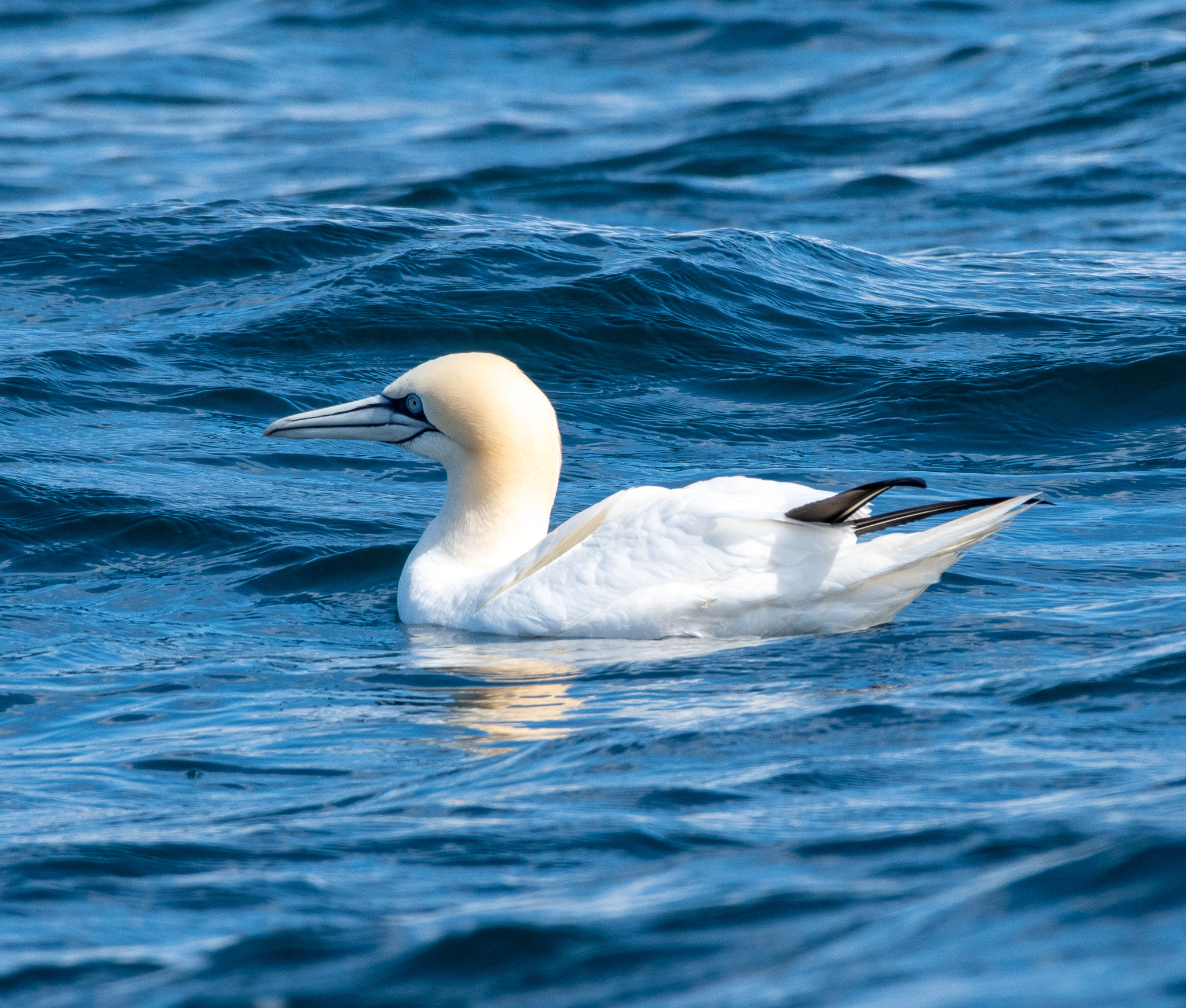Seabirds at Bass Rock - 10,000 Birds