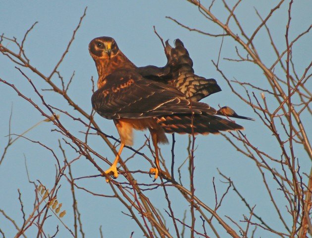 A Marvelous Marsh Hawk - 10,000 Birds