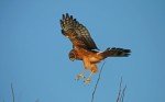 A Marvelous Marsh Hawk - 10,000 Birds