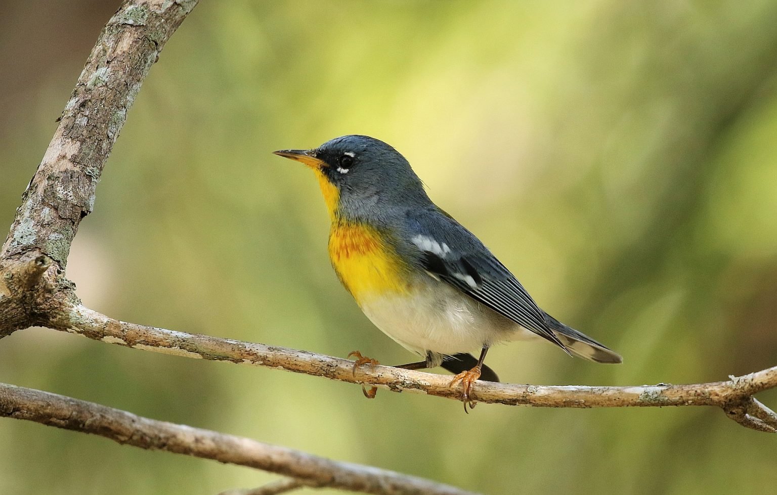 Best Time to Bird South Florida? Fall Migration - 10,000 Birds