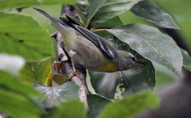 Northern Parula Eating…Something - 10,000 Birds