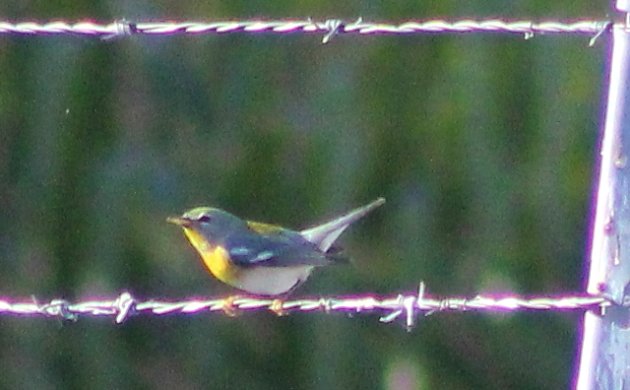 The Joy of One-eyed Birding - 10,000 Birds