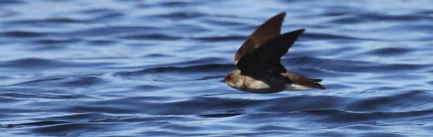 Photographing Northern Rough-winged Swallows - 10,000 Birds