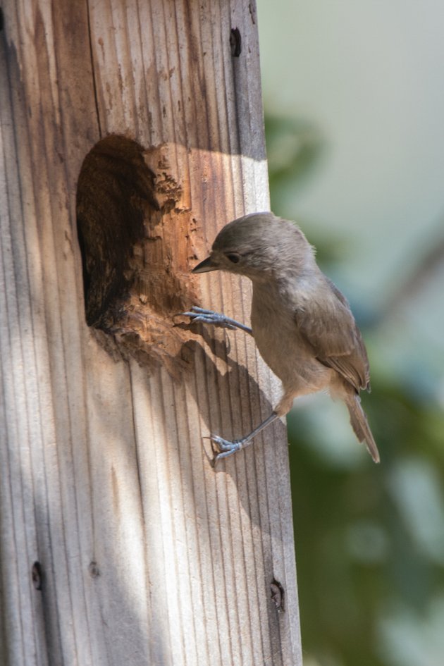 Watch Northern Flickers As They Are Coaxed From Their Cavity Nest ...