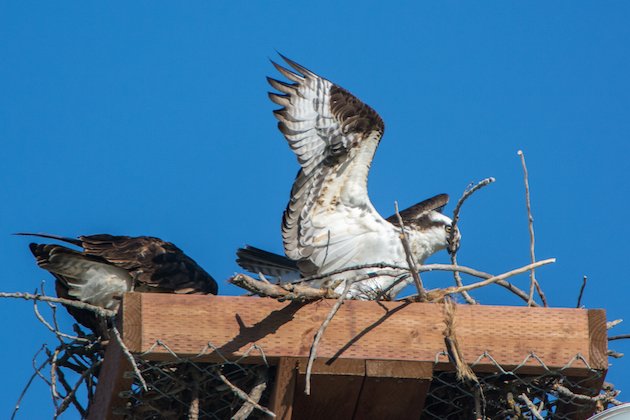 Osprey Nesting Platform Installation - 10,000 Birds