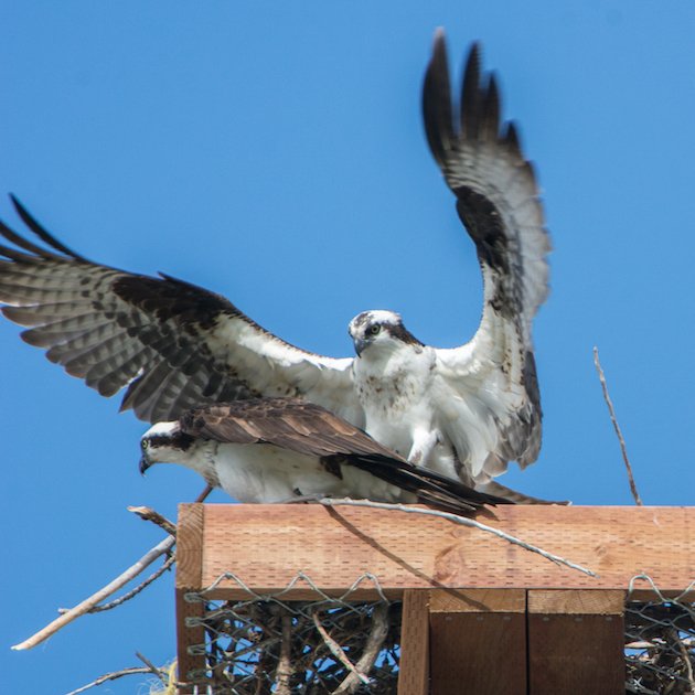 Osprey Nesting Platform Installation - 10,000 Birds