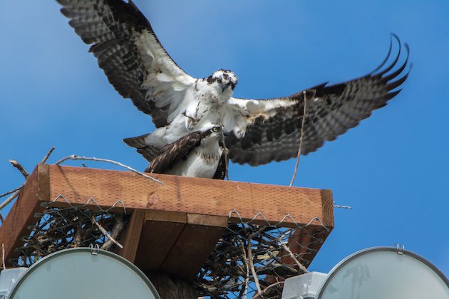 Osprey Nesting Platform Installation - 10,000 Birds