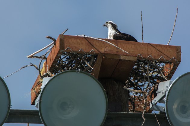 Osprey Nesting Platform Installation - 10,000 Birds