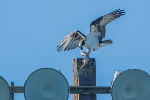 Osprey Nesting Platform Installation - 10,000 Birds