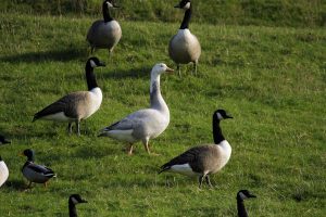 Weird Geese - 10,000 Birds