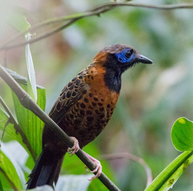 For the Love of Ants - 10,000 Birds