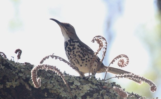 The Joy of One-eyed Birding - 10,000 Birds