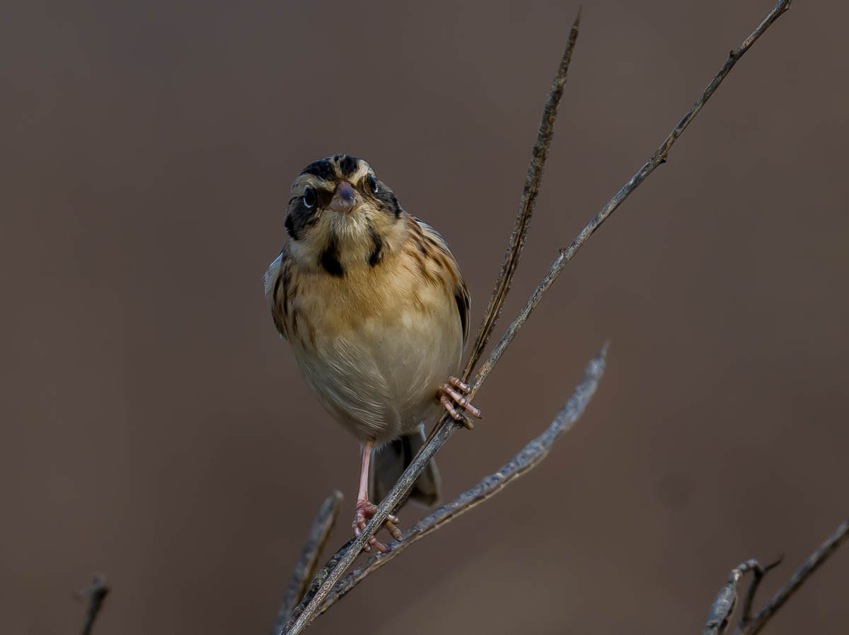 Birding Shanghai in February 2024 - 10,000 Birds