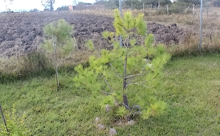 Afforestation 2022 - 10,000 Birds