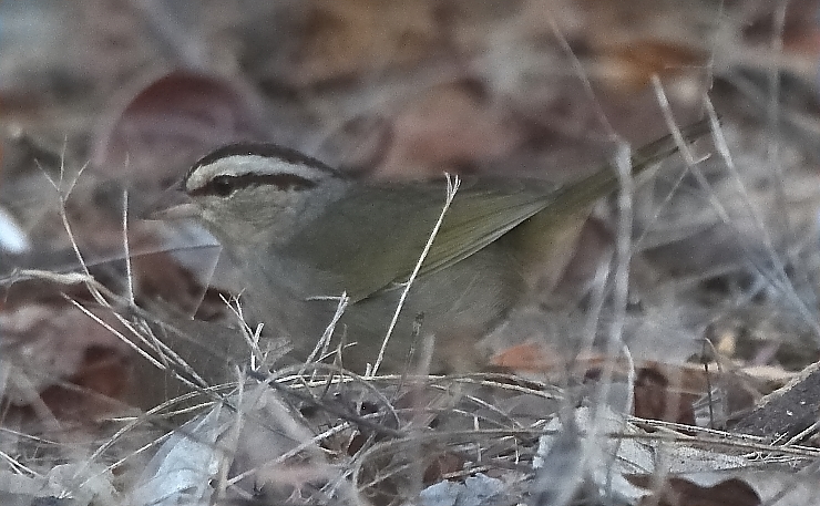 Birding Ixtapa/Zihuatanejo - 10,000 Birds