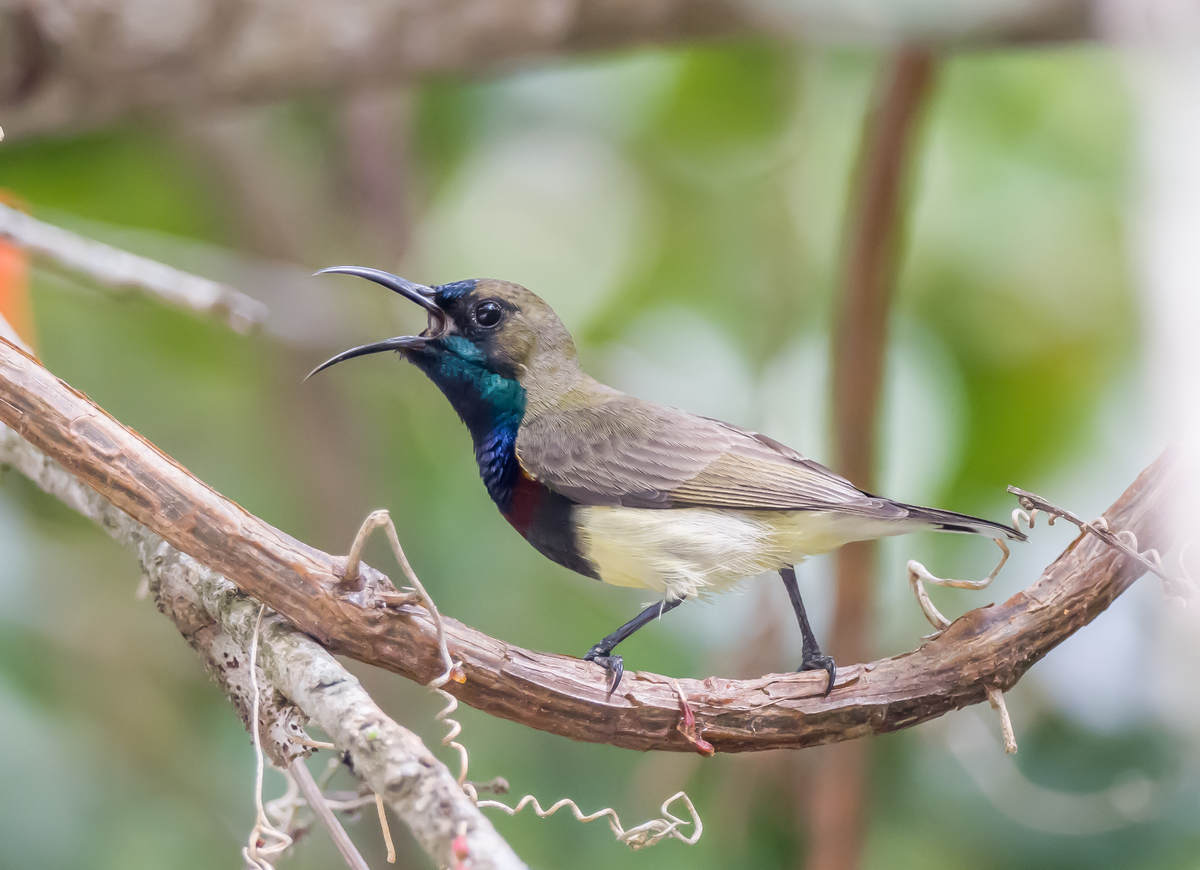 Birding Jianfengling, Hainan (I to Z) - 10,000 Birds