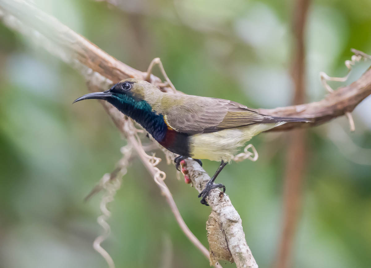 Birding Jianfengling, Hainan (I to Z) - 10,000 Birds