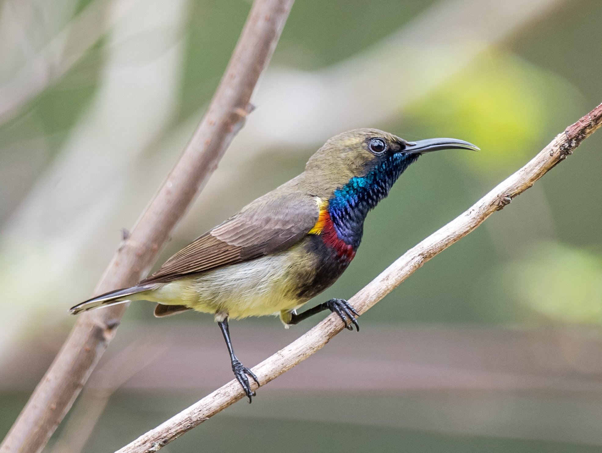Birding Nonggang, Guangxi, China - 10,000 Birds