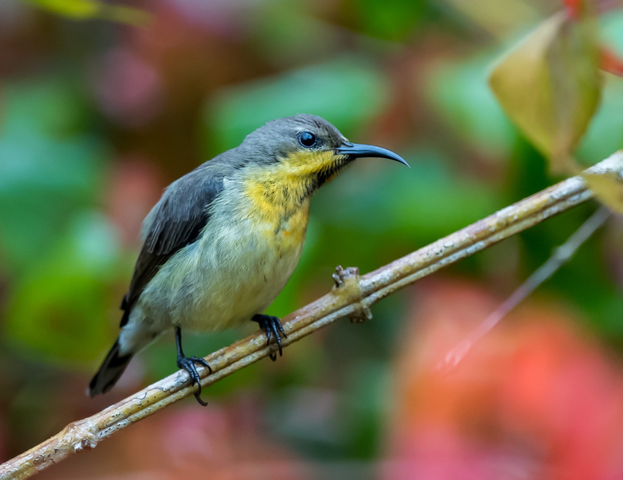 Birding Xishuangbanna, Yunnan, China - 10,000 Birds