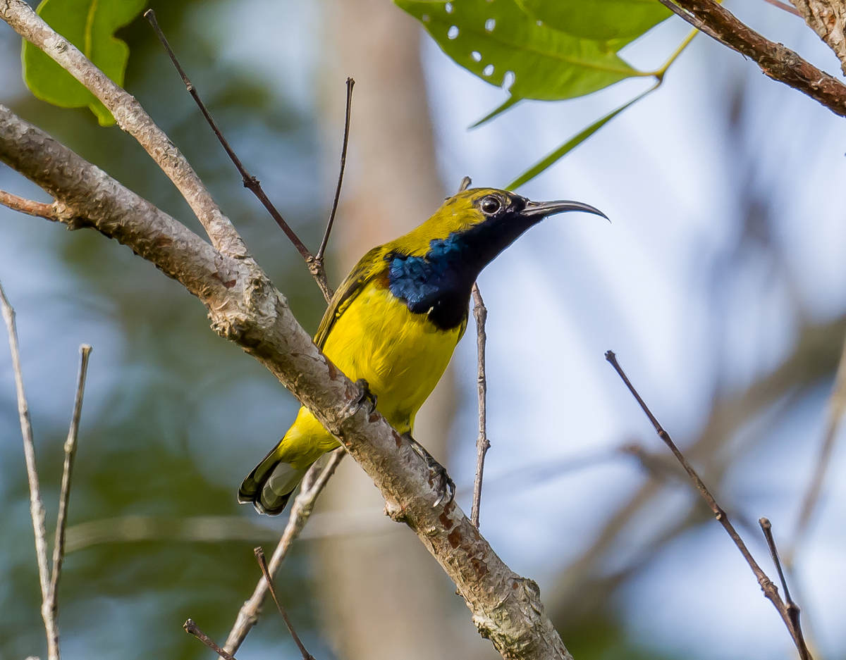 Birding Tanjung Aru Beach, Kota Kinabalu, Malaysia - 10,000 Birds