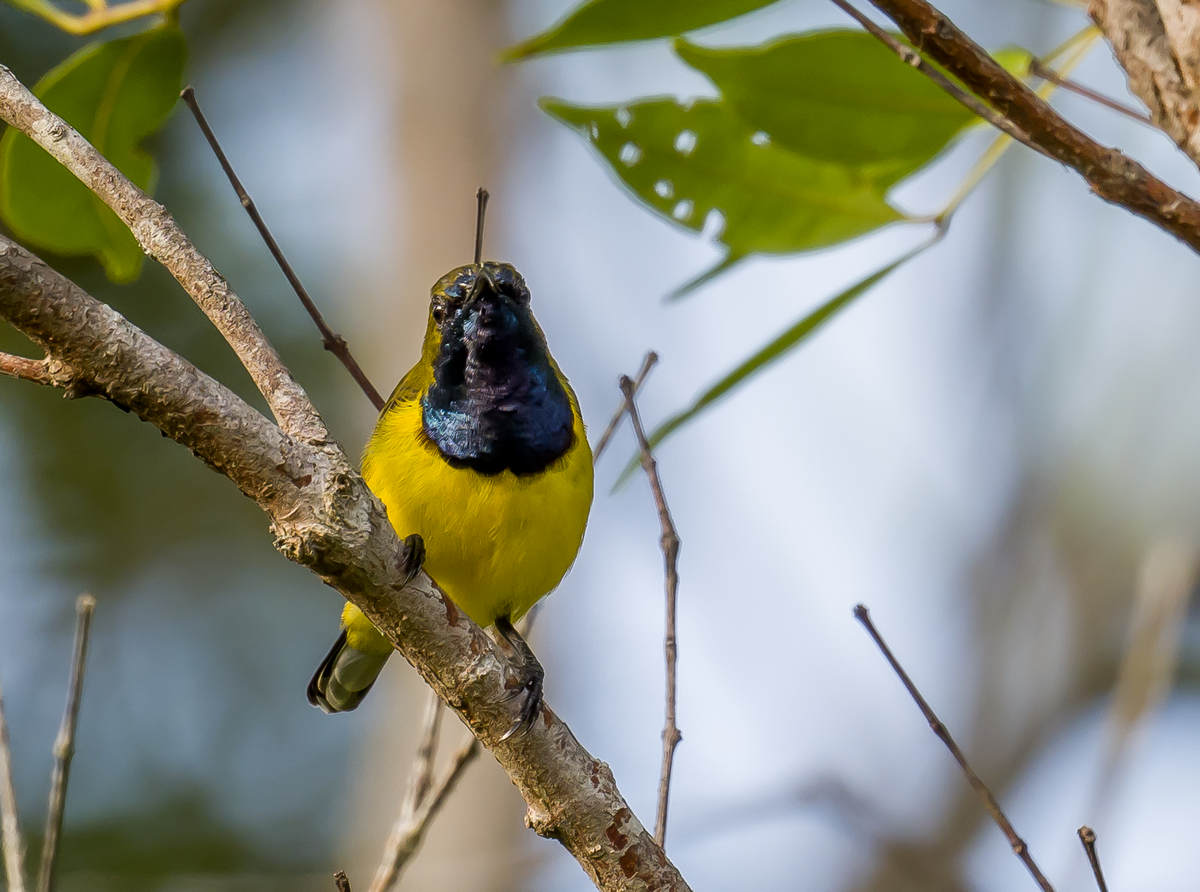 Birding Tanjung Aru Beach, Kota Kinabalu, Malaysia - 10,000 Birds