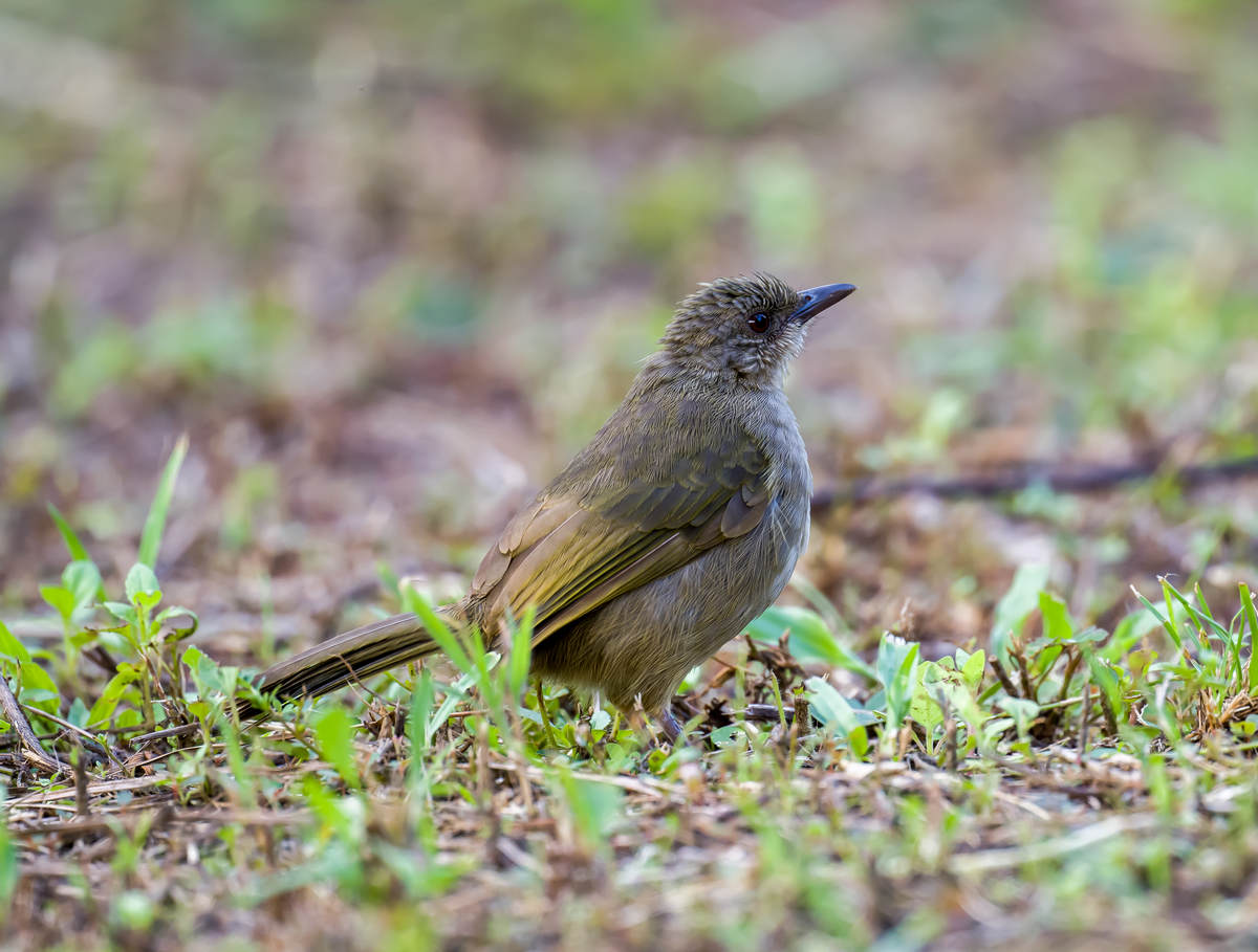 Birding Sepilok, Borneo (Part 3) - 10,000 Birds