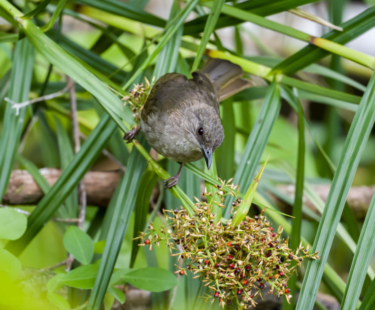 Birding Sepilok, Borneo (Part 3) - 10,000 Birds