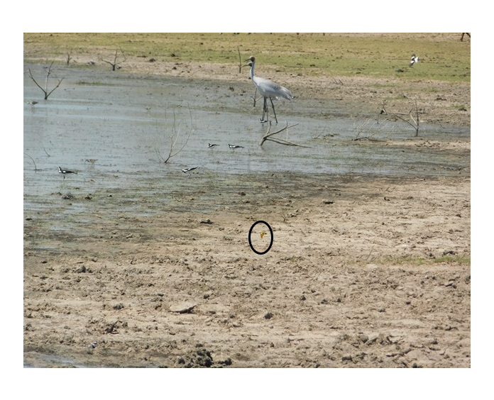 A surprise Orange Chat - 10,000 Birds