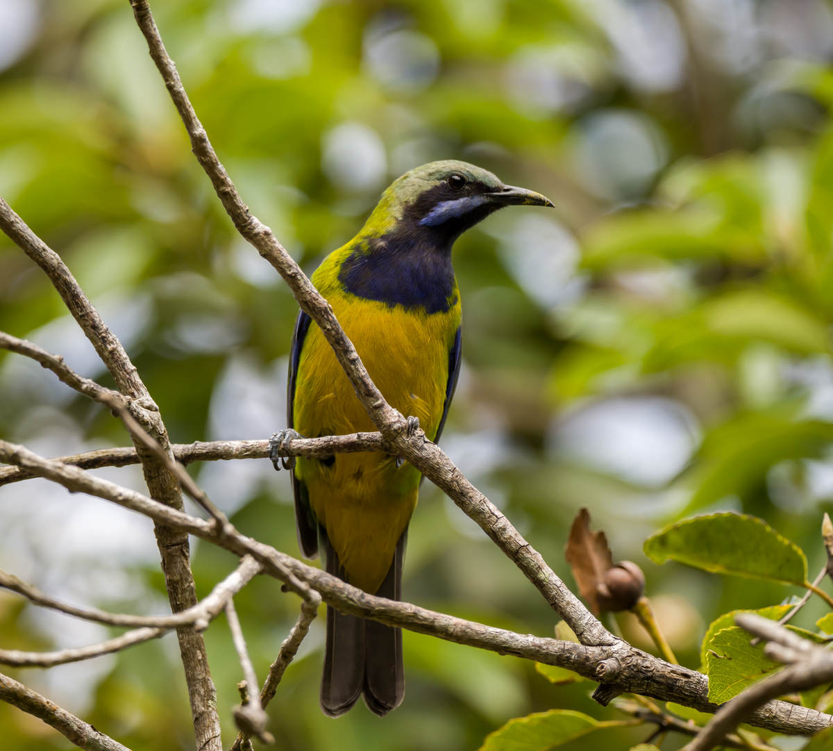 Birding Jianfengling, Hainan (I to Z) - 10,000 Birds